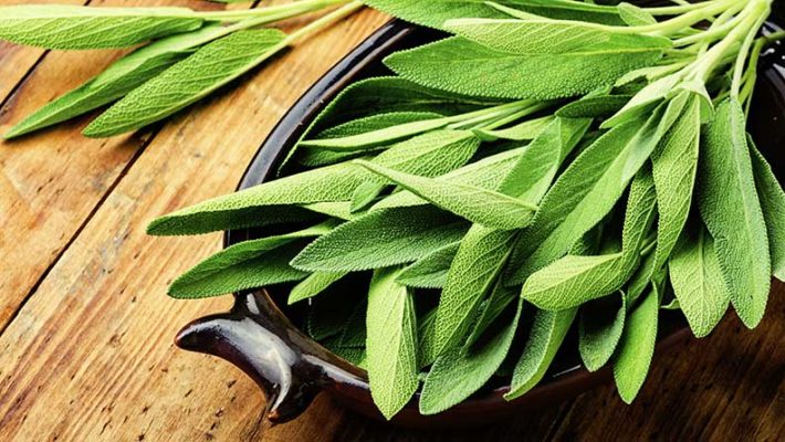 Salbei rauchen - DAS musst du wissen! - Salbeiarten und deren Wirkung